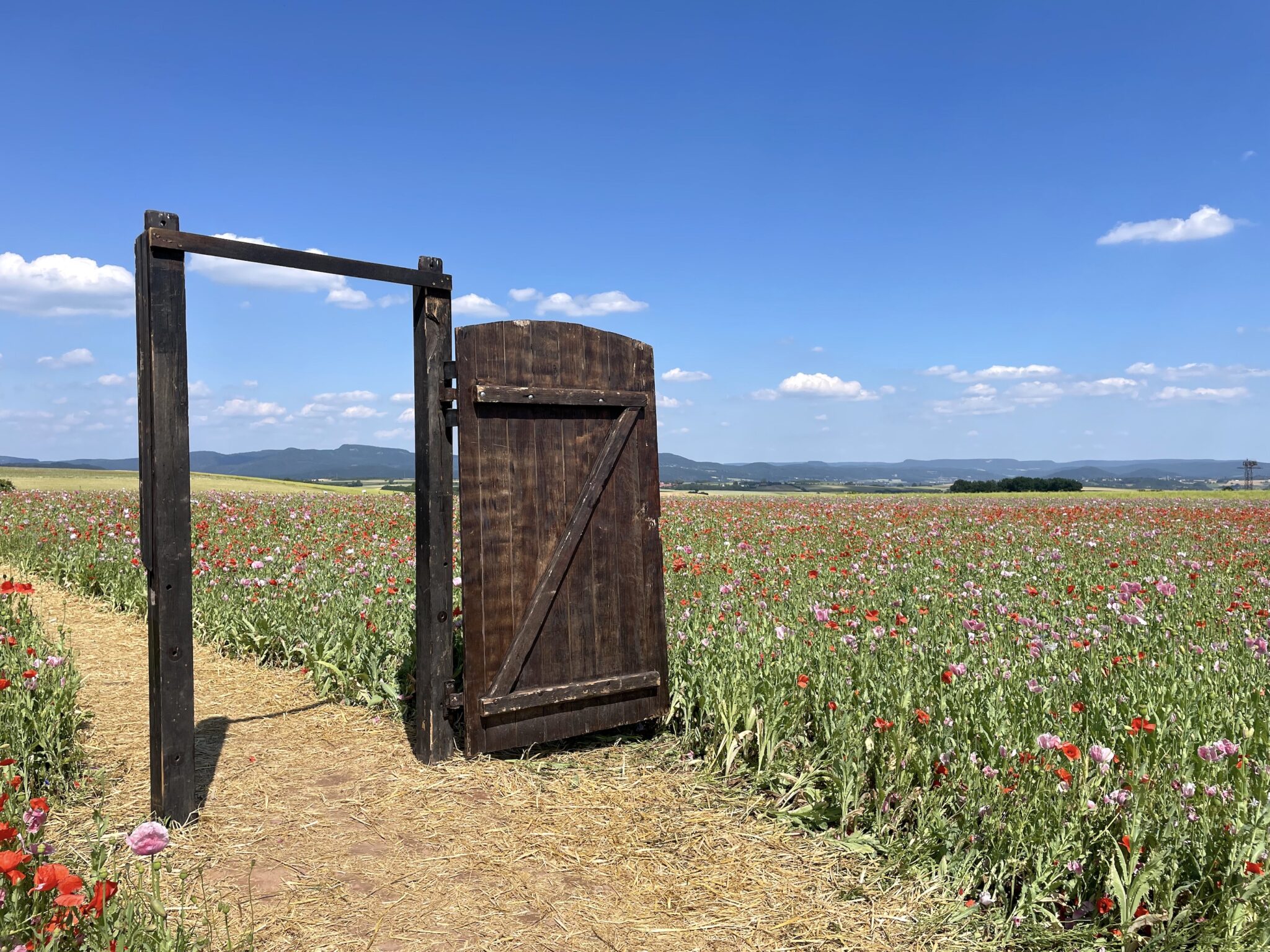 Die Mohnblüte bei Germerode im Geo-Naturpark Frau Holle Land ...
